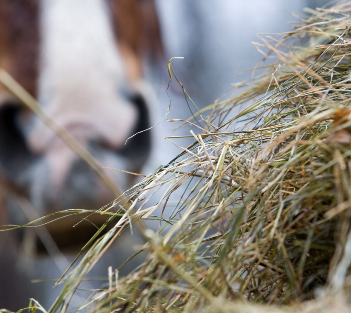 All About Hay | Masterfeeds