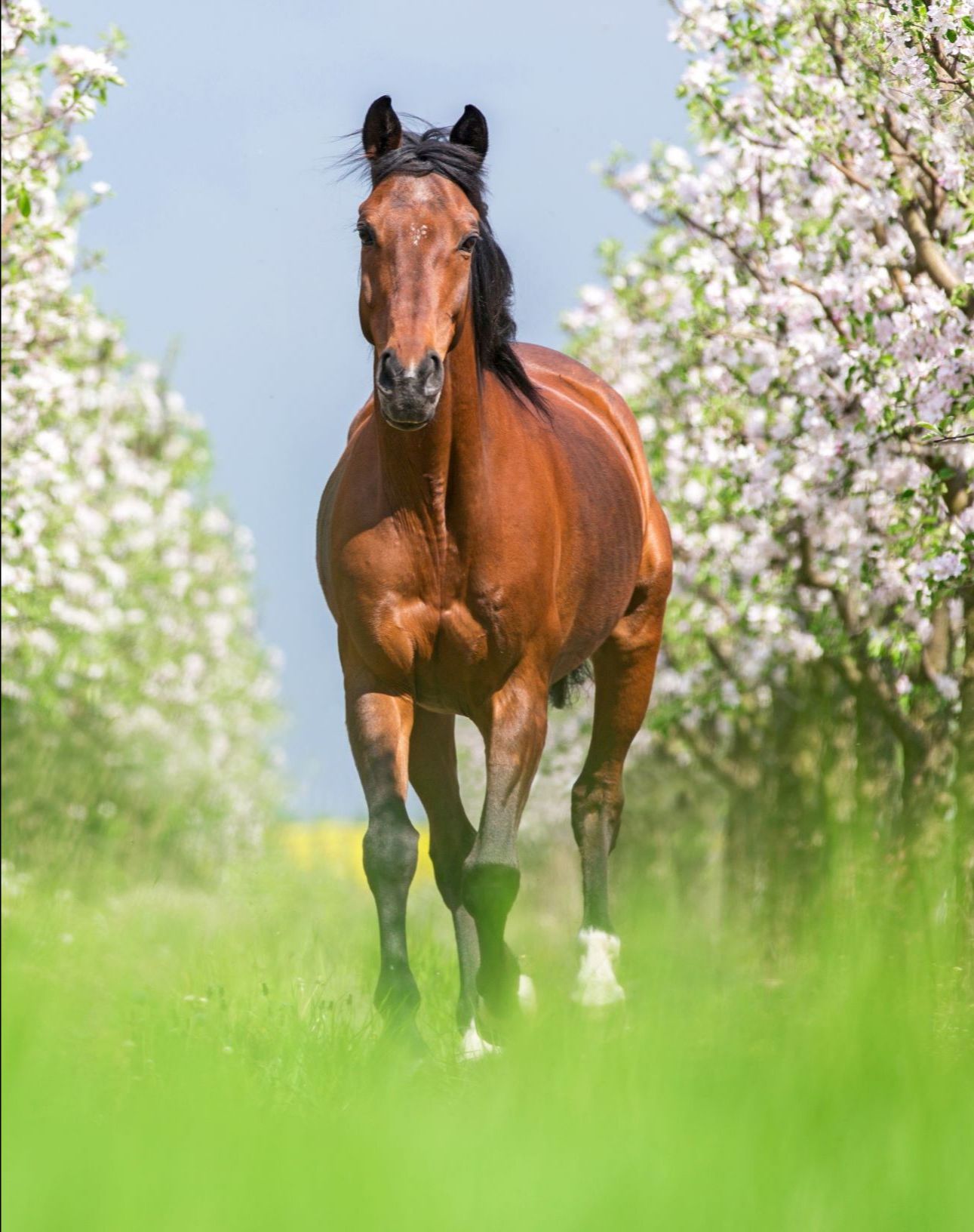 Spring Nutrition Tips | Masterfeeds