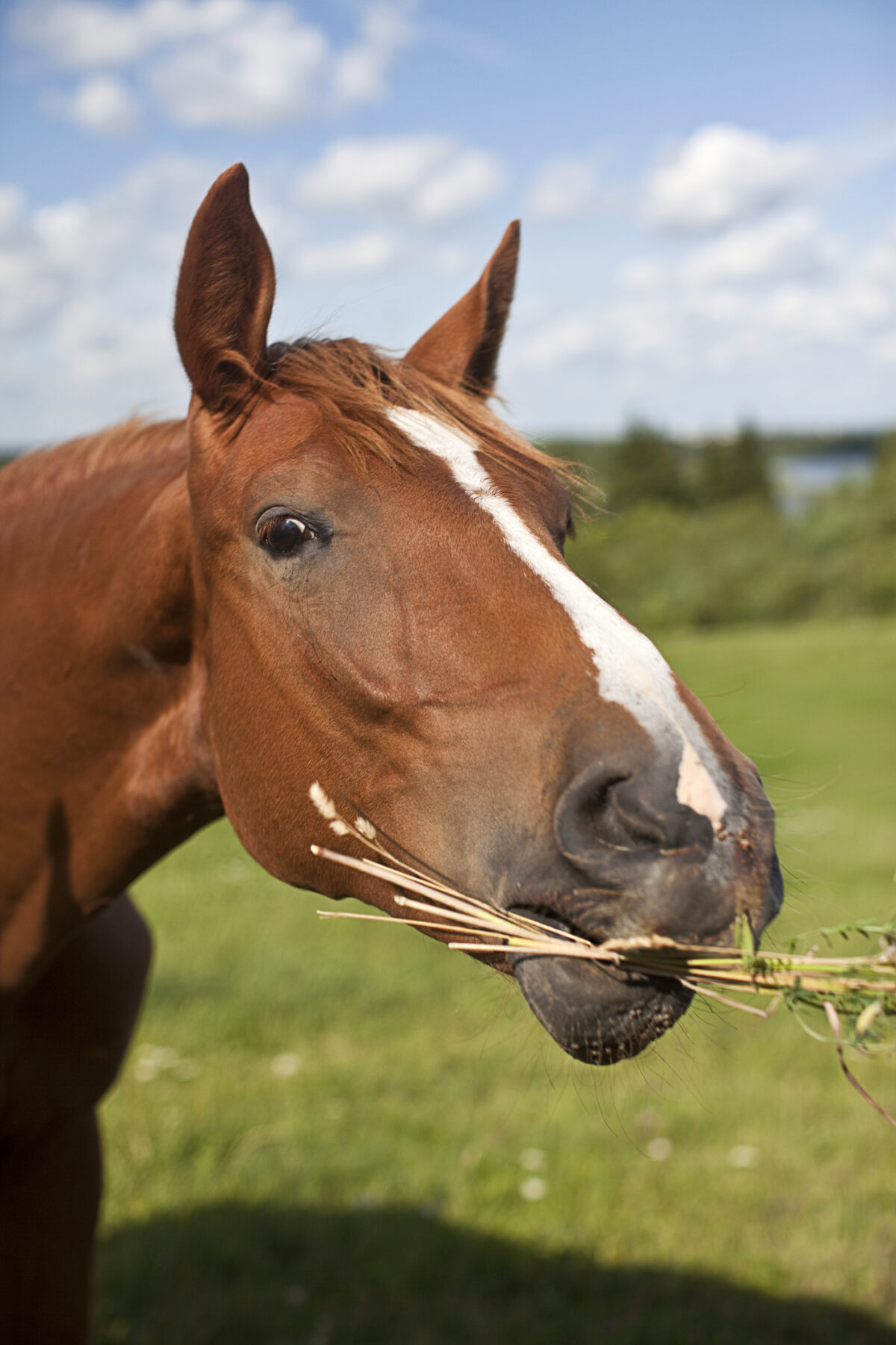All About Hay | Masterfeeds