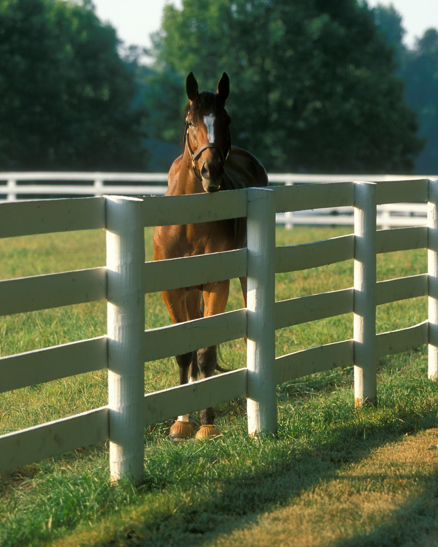 Feeding the OTTB | Masterfeeds