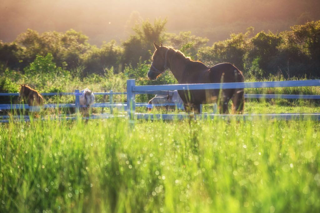 Spring Nutrition Tips | Masterfeeds