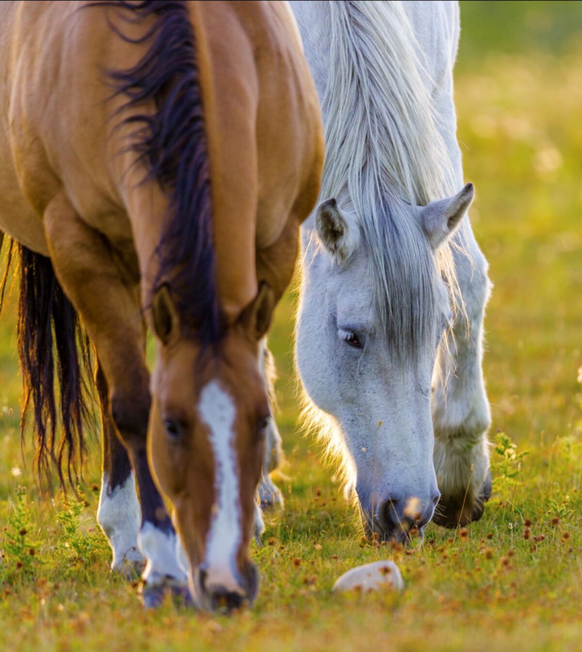 Guide to Deworming Your Horse | Masterfeeds
