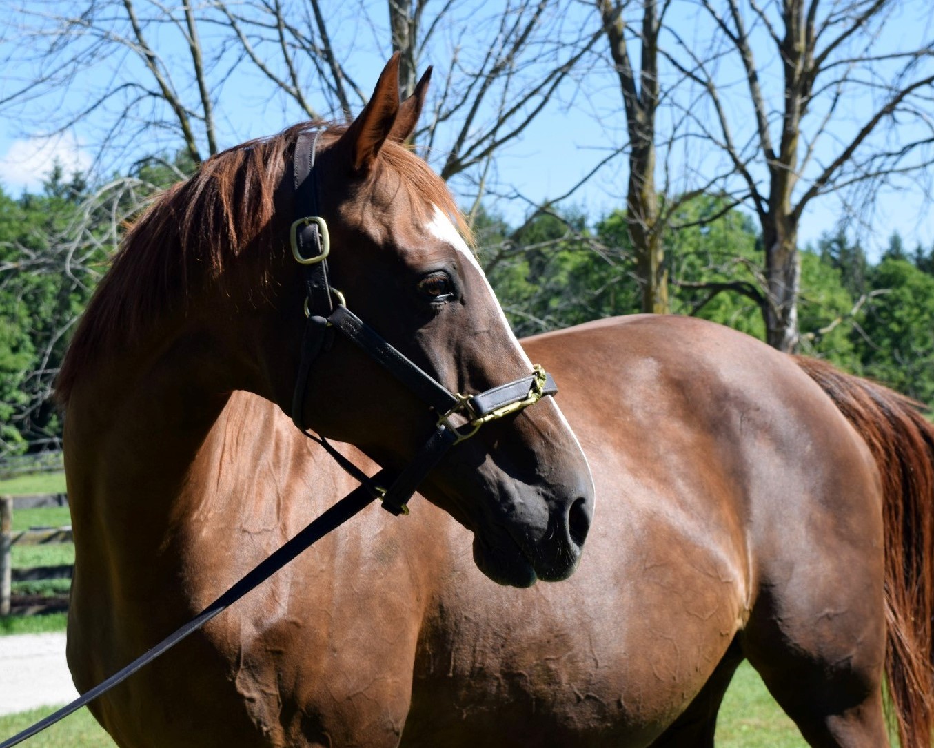 Masterfeeds Spotlight: A Stroke of Luck for Canadian Breeder | Masterfeeds