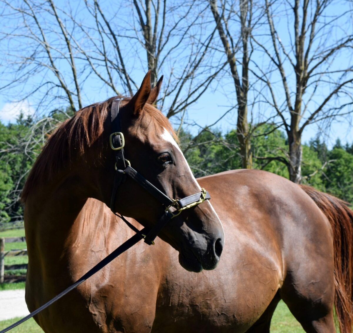 Masterfeeds Spotlight: A Stroke of Luck for Canadian Breeder | Masterfeeds
