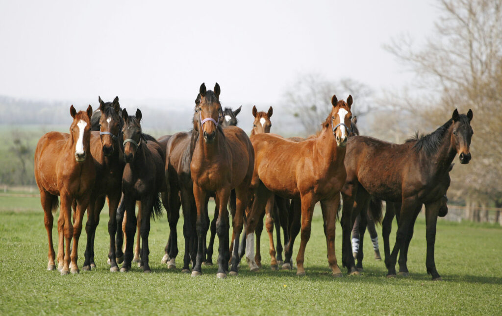 Feeding the First Few Years | Masterfeeds